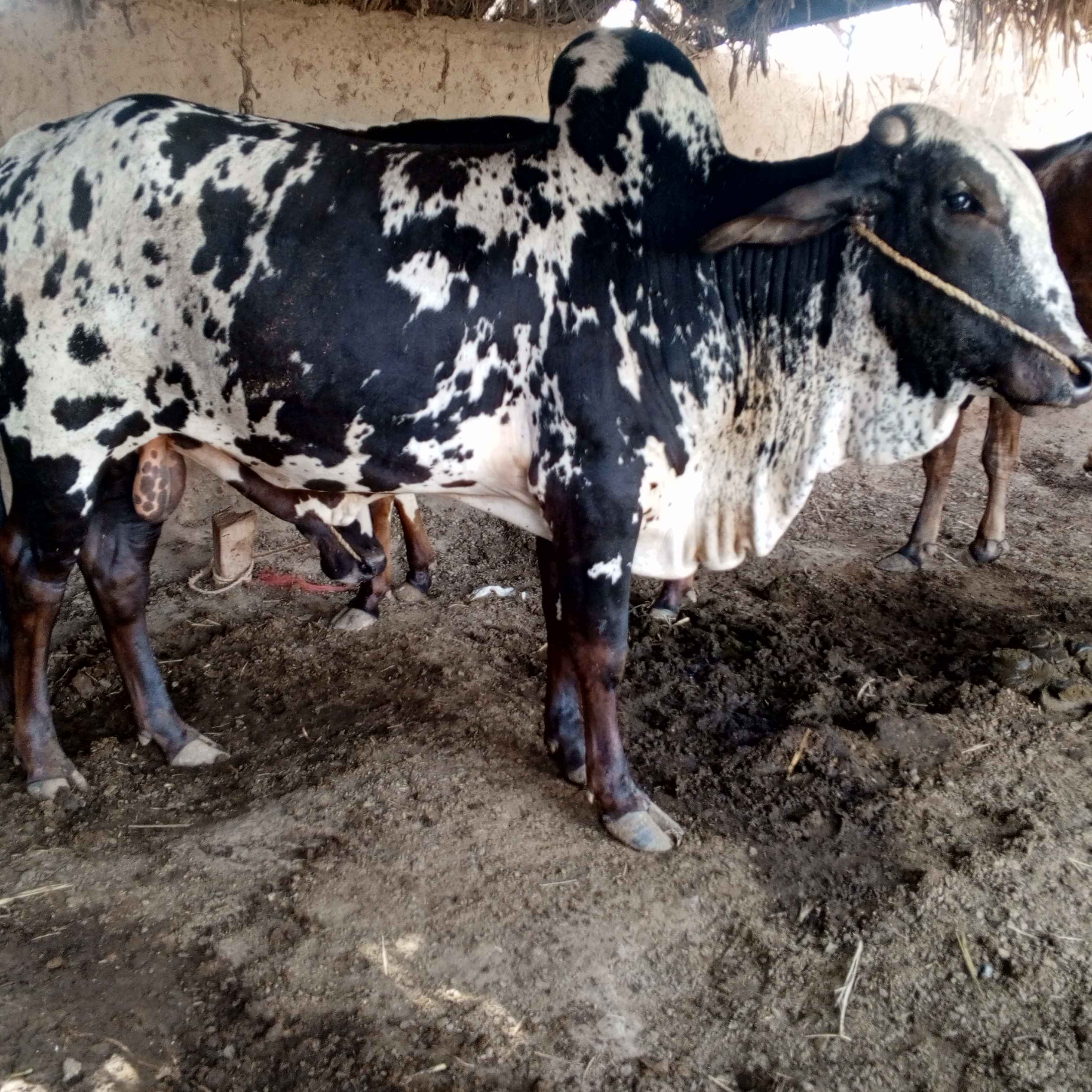 Buy & Sell Livestock For Free – farmGhar