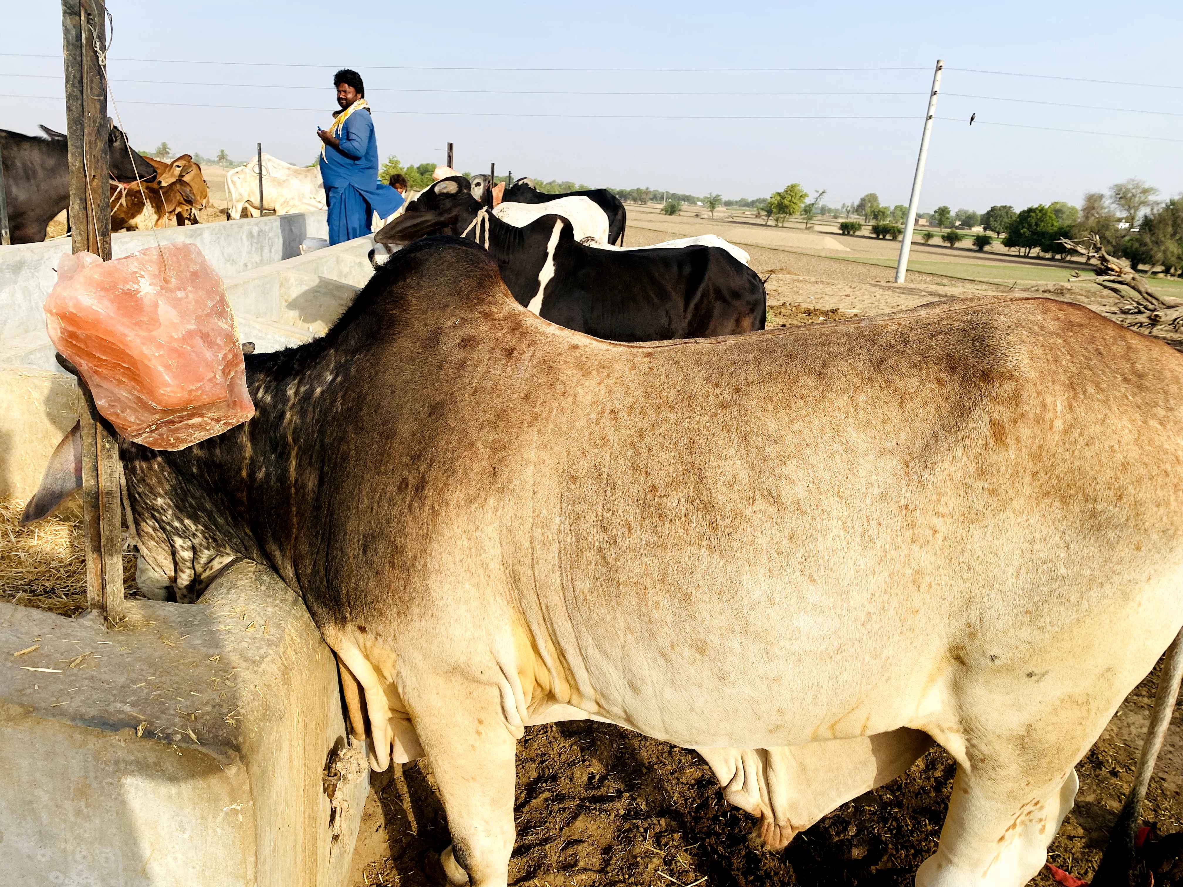 Buy & Sell Livestock For Free – farmGhar