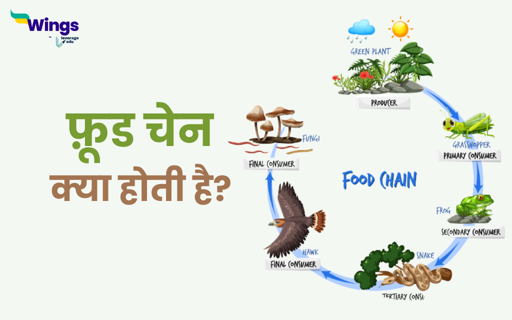 Food Chain In Hindi Food Chain In Hindi