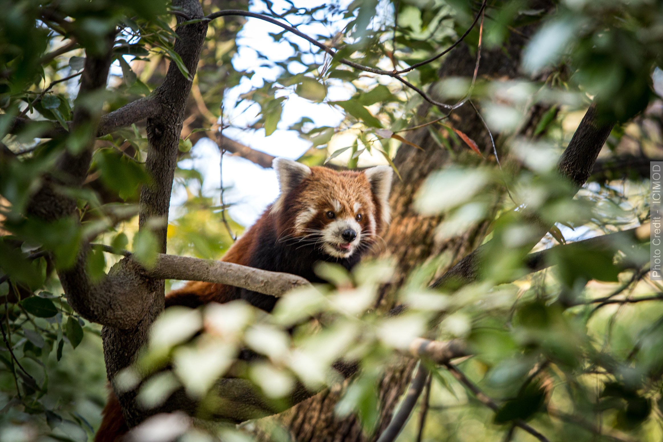 The Red Panda Trail | Discover the