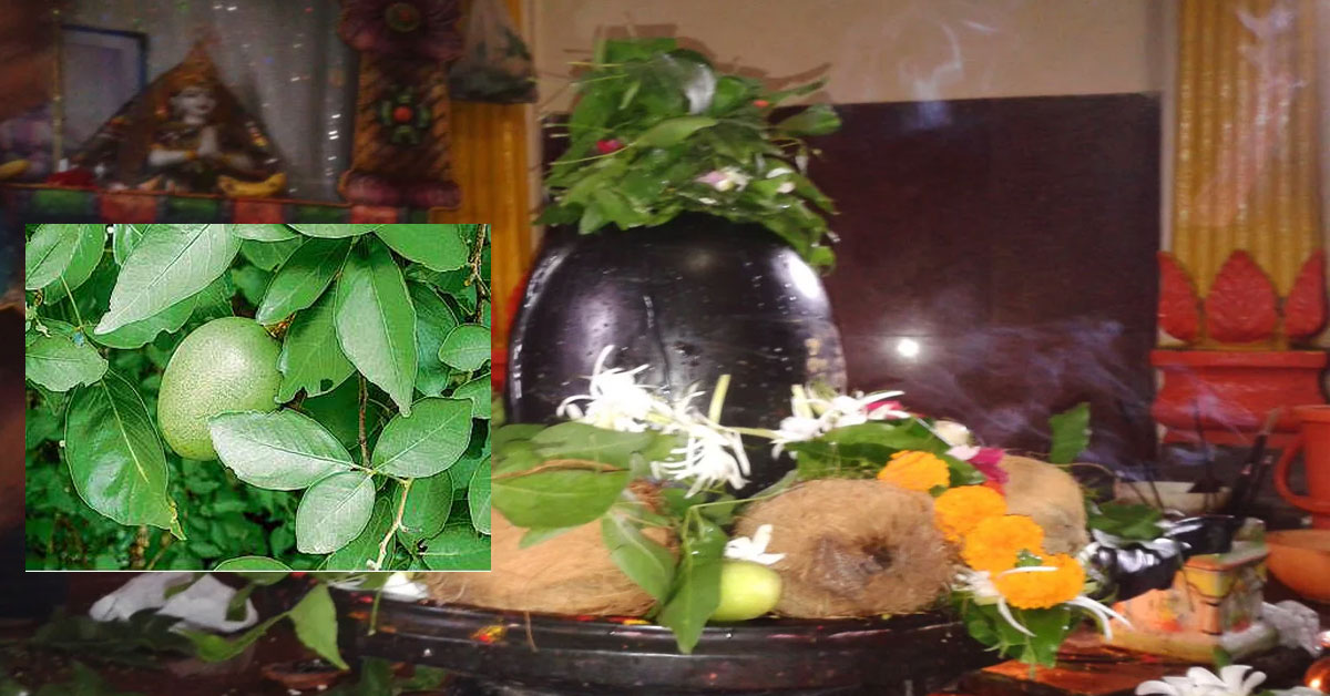 Bilva pathram:మహాశివునికి బిల్వ పత్రం అంటే ఎందుకు ప్రీతి! - HITTV