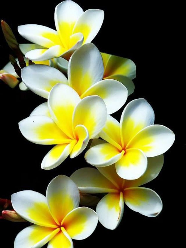 Ketki Ka Phool: जानें कैसे हुआ केतकी का फूल श्रापित - IBC24 News ...