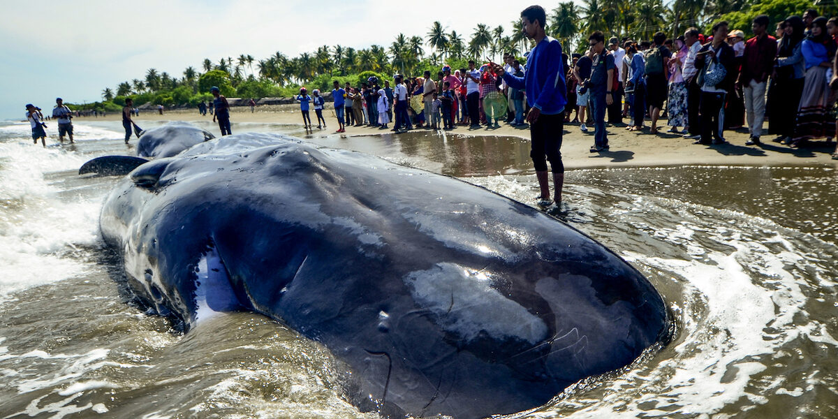 CMFRI researchers launch survey to understand reasons for frequent ...