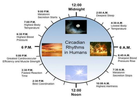 What is body clock and Why should I know?
