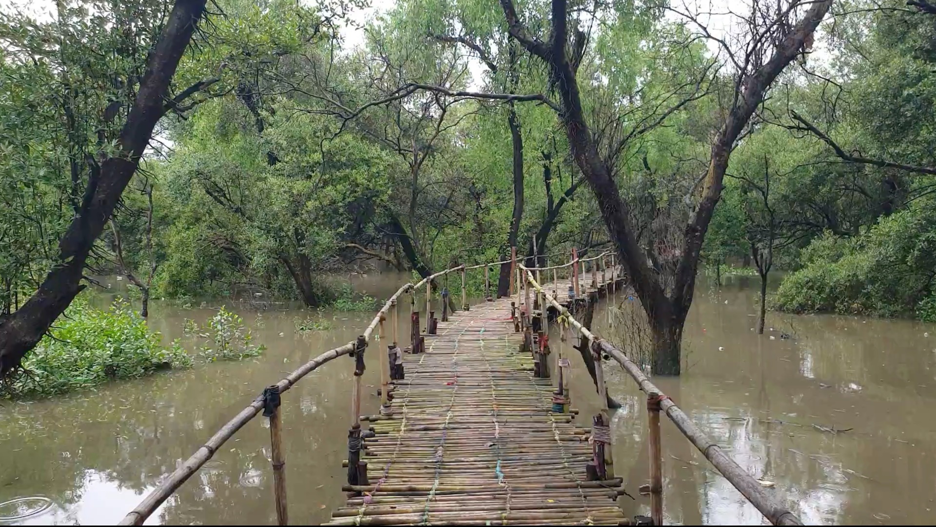 Mangrove Walk at Thane Creek Flamingo Sanctuary Tickets by Marine Life ...